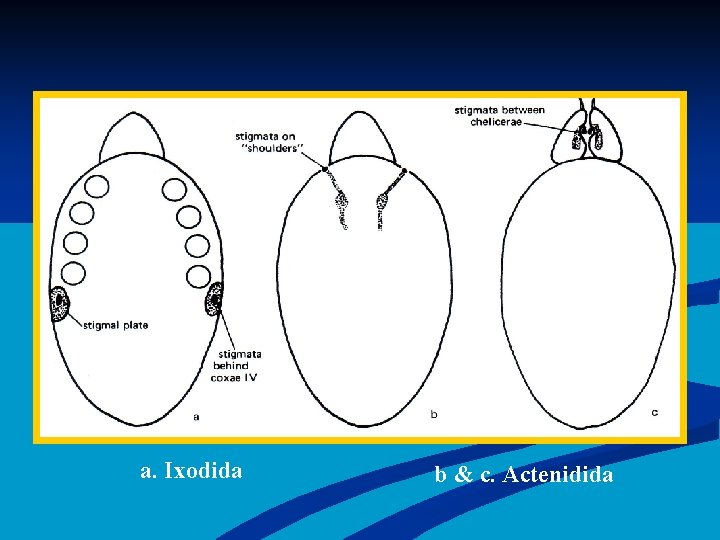 MITES ARACHNIDA ACARI COLLECTION PREPARATION MOUNTING LABELING STORAGE