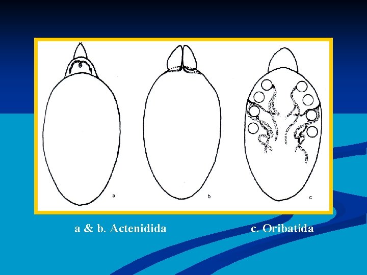 MITES ARACHNIDA ACARI COLLECTION PREPARATION MOUNTING LABELING STORAGE