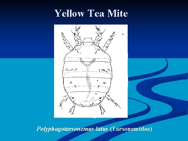 MITES ARACHNIDA ACARI COLLECTION PREPARATION MOUNTING LABELING STORAGE