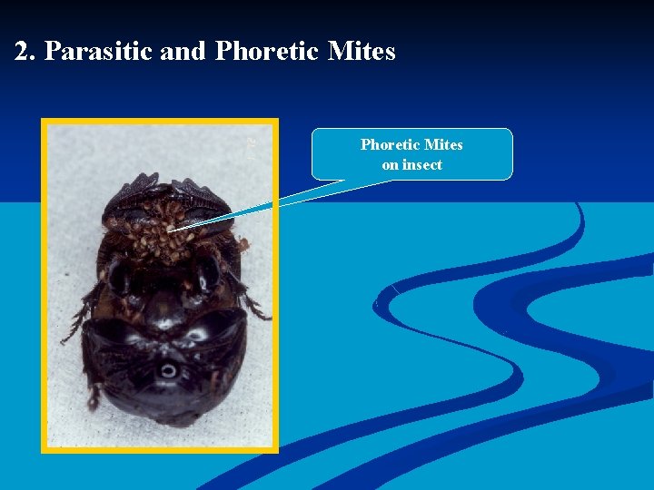 MITES ARACHNIDA ACARI COLLECTION PREPARATION MOUNTING LABELING STORAGE