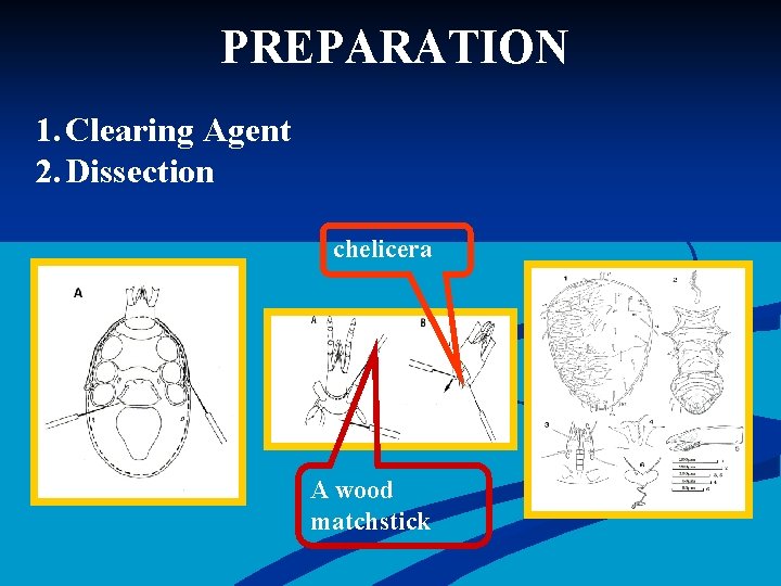 MITES ARACHNIDA ACARI COLLECTION PREPARATION MOUNTING LABELING STORAGE