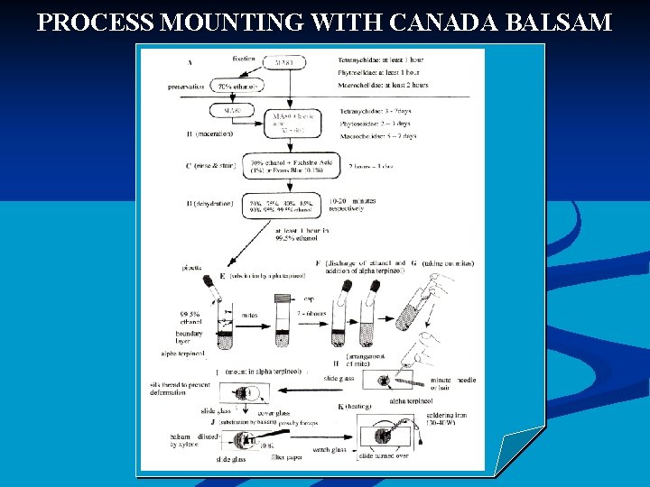MITES ARACHNIDA ACARI COLLECTION PREPARATION MOUNTING LABELING STORAGE
