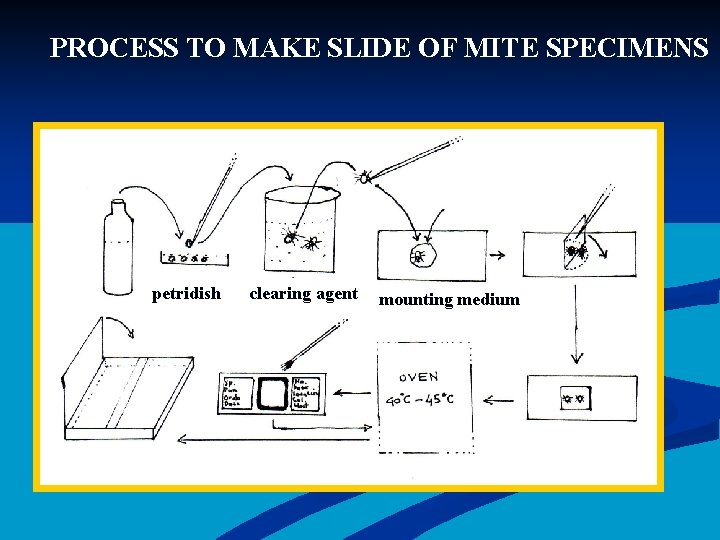 MITES ARACHNIDA ACARI COLLECTION PREPARATION MOUNTING LABELING STORAGE