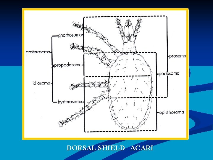 MITES ARACHNIDA ACARI COLLECTION PREPARATION MOUNTING LABELING STORAGE