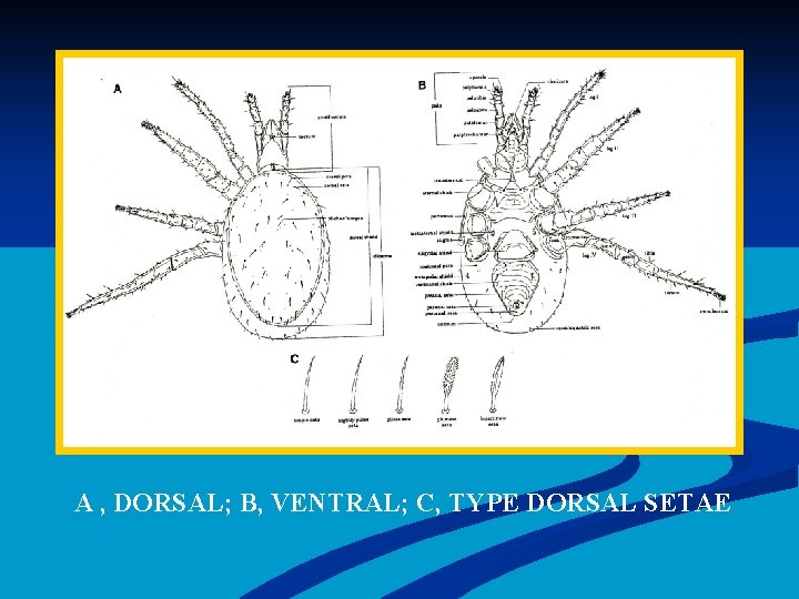MITES ARACHNIDA ACARI COLLECTION PREPARATION MOUNTING LABELING STORAGE