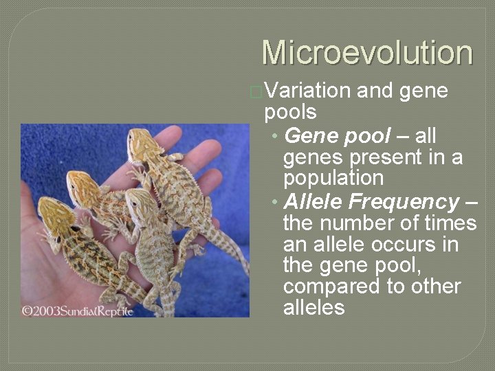Evolution of Populations Chapter 23 Microevolution 1977 Drought