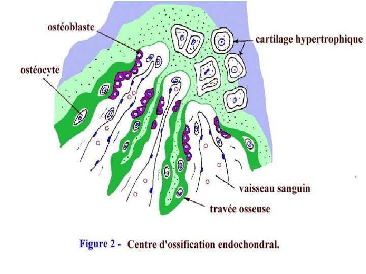ossification Ossification primaire partir dun tissu ...