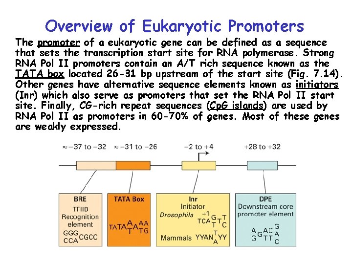 Chap 7 Transcriptional Control of Gene Expression Part