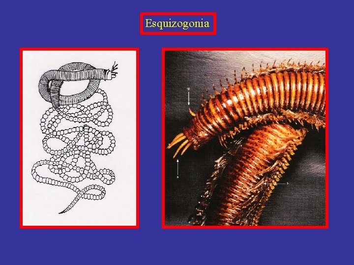APARATO REPRODUCTOR Generalmente dioicos Generalmente sin dimorfismo sexual