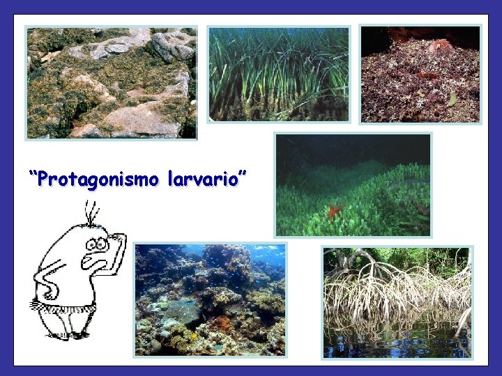 APARATO REPRODUCTOR Generalmente dioicos Generalmente sin dimorfismo sexual