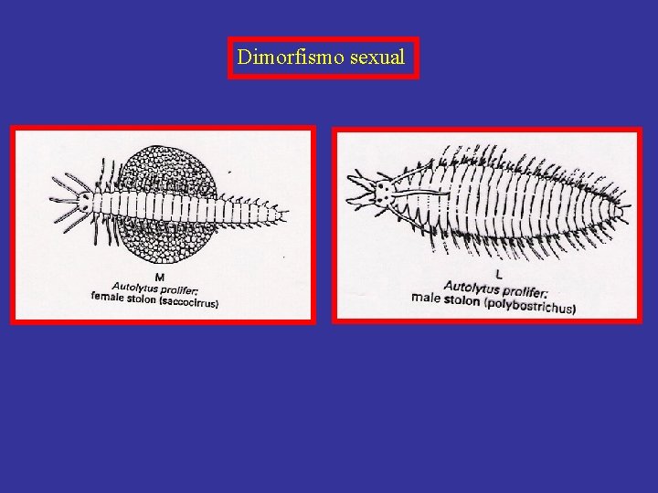 APARATO REPRODUCTOR Generalmente dioicos Generalmente sin dimorfismo sexual