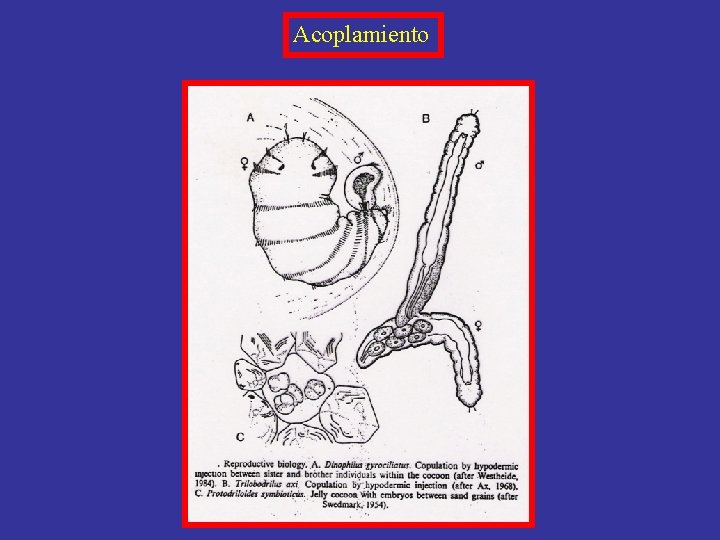 APARATO REPRODUCTOR Generalmente dioicos Generalmente sin dimorfismo sexual