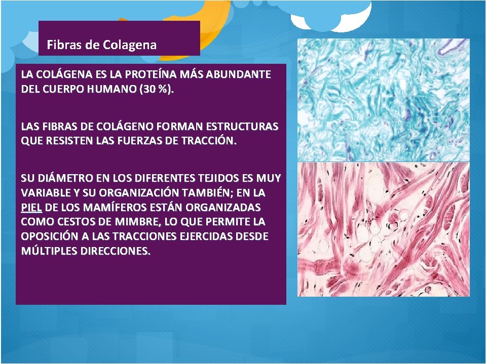FUNCIONES Se encarga de mantener la integridad estructural