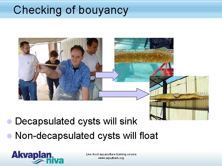 Demonstration of Artemia decapsulation Live food aquaculture training