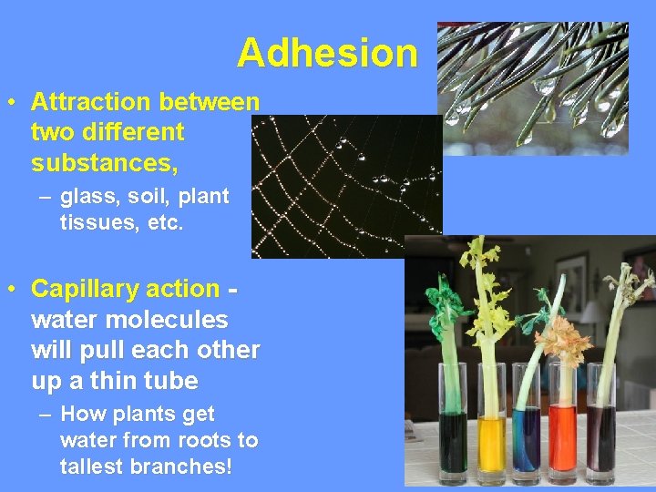 THE UNIQUE PROPERTIES OF WATER Water is Polar