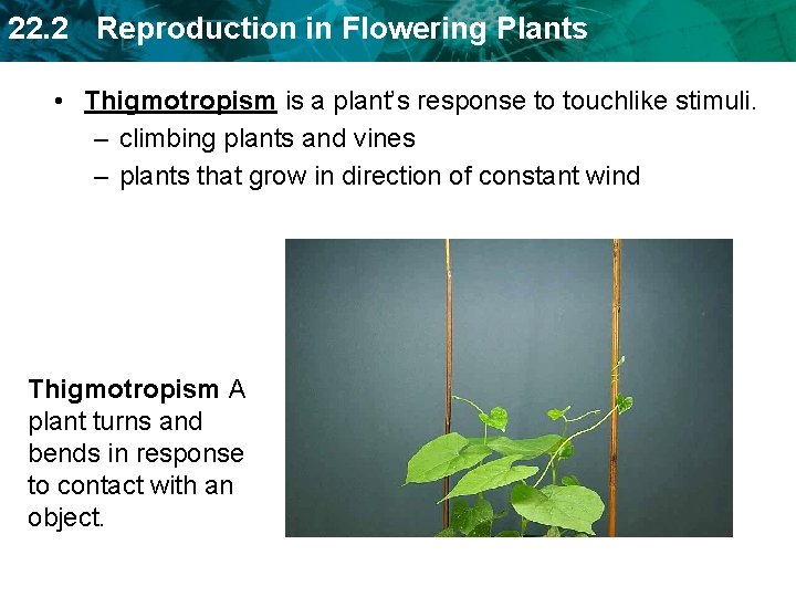 22 2 Reproduction in Flowering Plants KEY CONCEPT