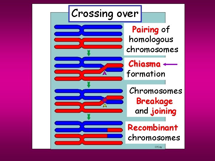MEIOSIS Object to study the meiosis through its
