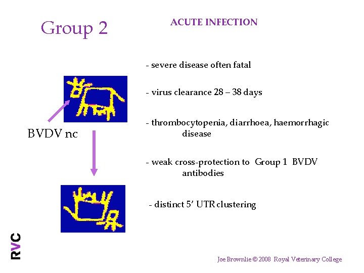 BVD the disease the veterinarian and the control