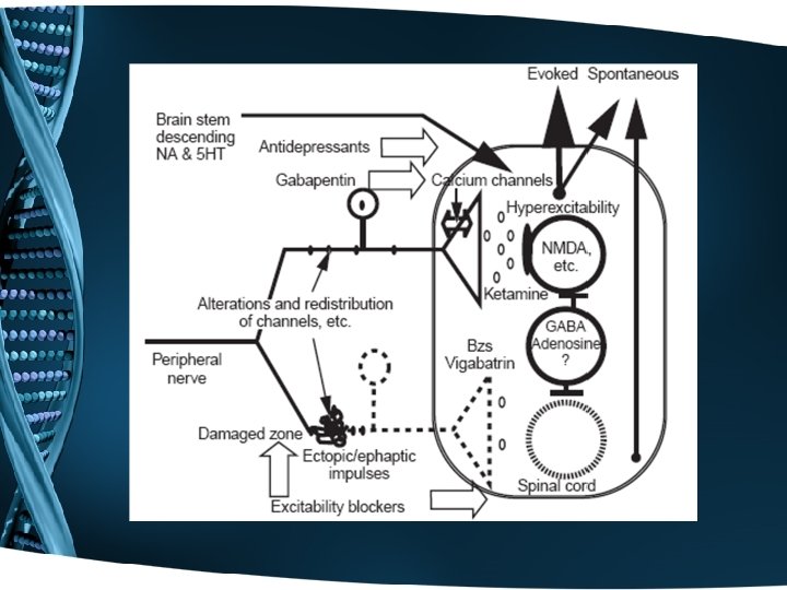 Management of Neuropathic Pain Mellar P Davis MASCC