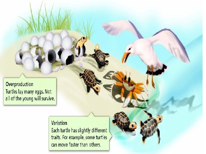 Natural Selection What was Darwins reasoning 1 Plants