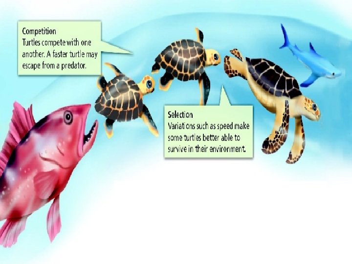 Natural Selection What was Darwins reasoning 1 Plants