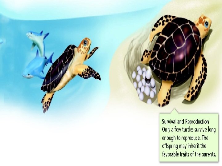 Natural Selection What was Darwins reasoning 1 Plants