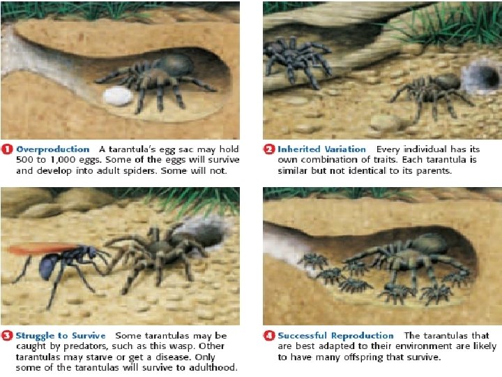 Natural Selection What was Darwins reasoning 1 Plants