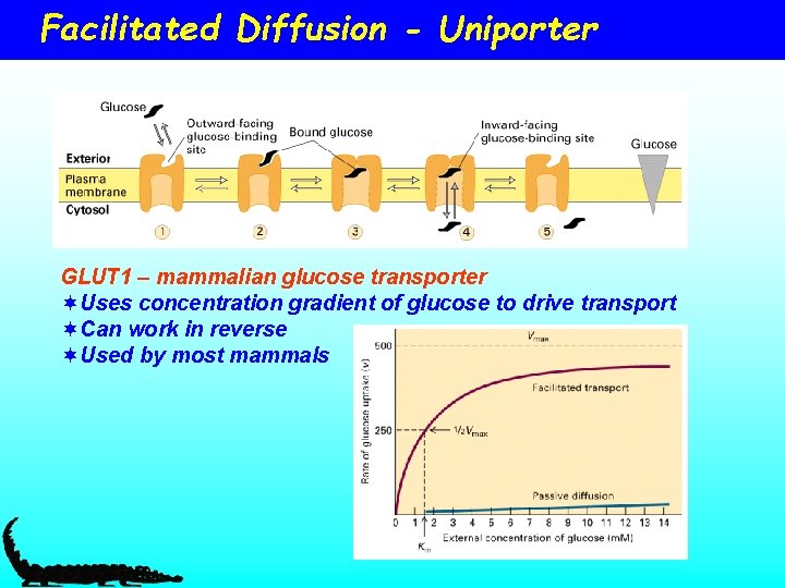 Cellular Processes Diffusion channels and transporters Cellular Membranes
