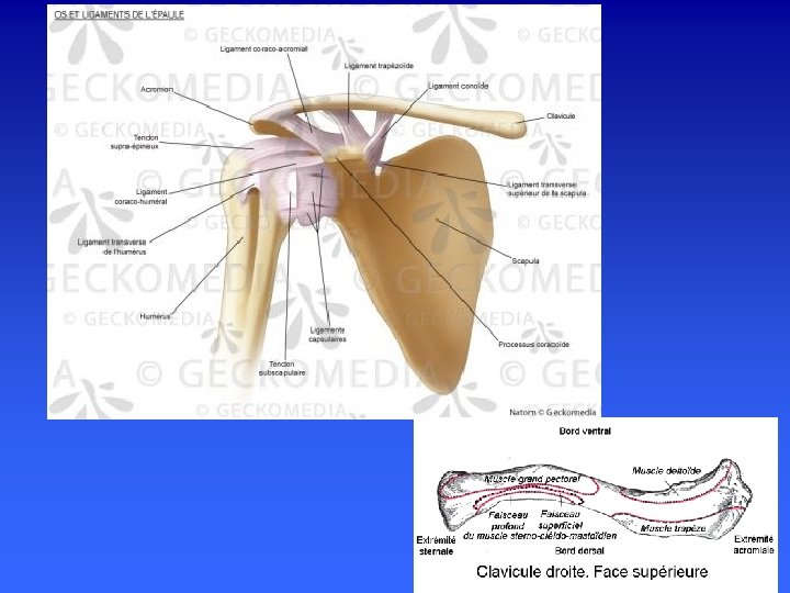 ANATOMIE RADIOLOGIQUE DE LEPAULE STRUCTURES OSSEUSES de lpaule