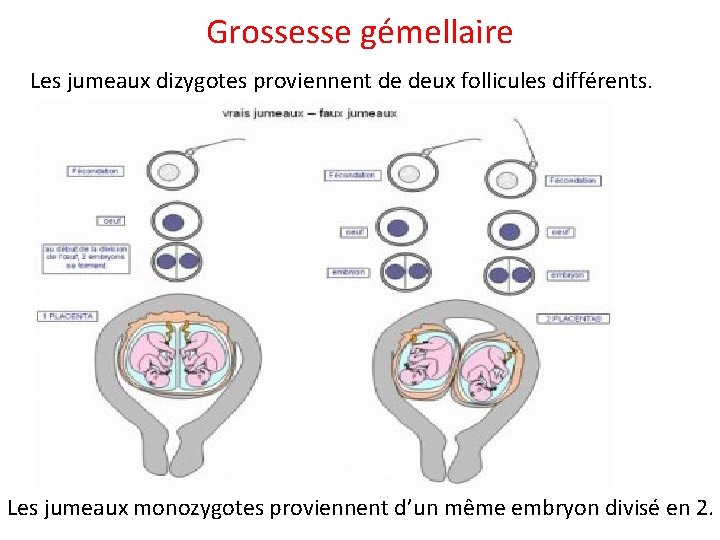 LES ANNEXES EMBRYONNAIRES Dr HAZI R Dr ZOUBIR