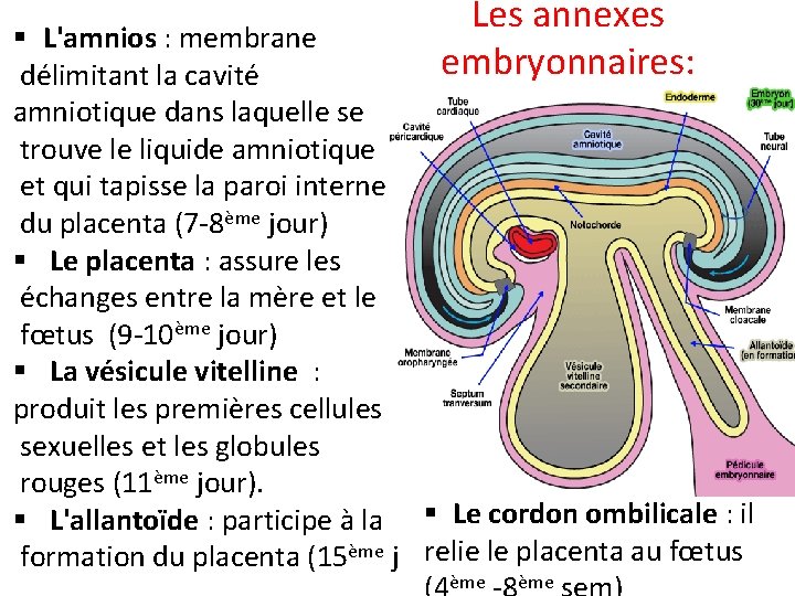 LES ANNEXES EMBRYONNAIRES Dr HAZI R Dr ZOUBIR