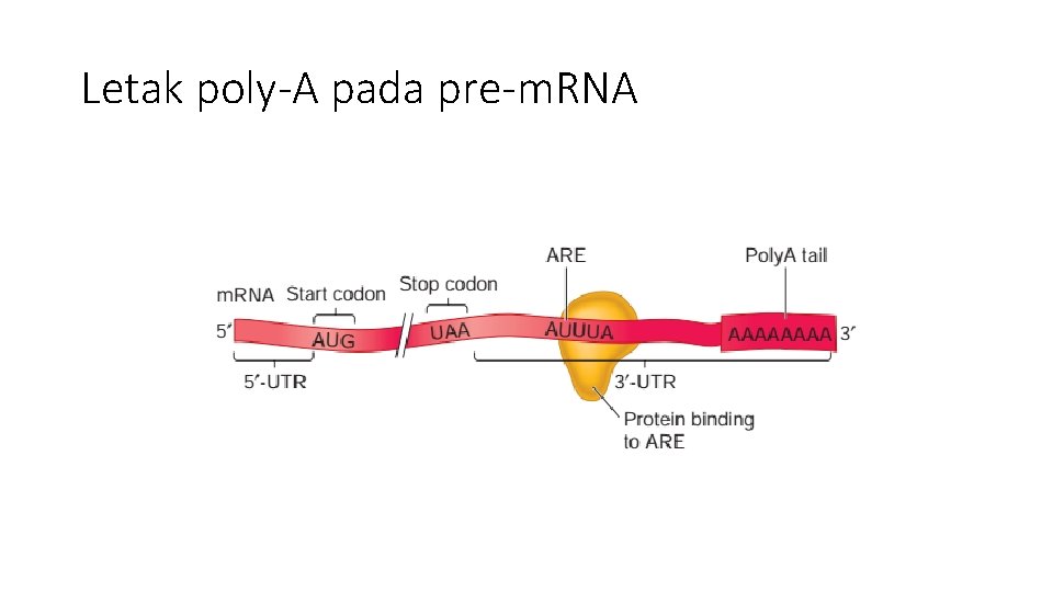 Regulasi Ekspresi Gen Pada Eukariot Dr Henny Saraswati