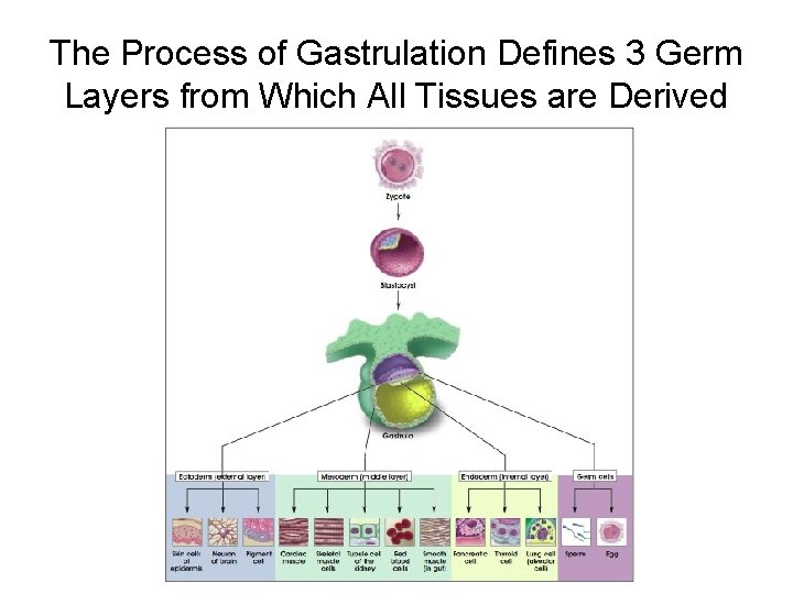 Stem Cell Basics Introduction to Embryonic and Adult
