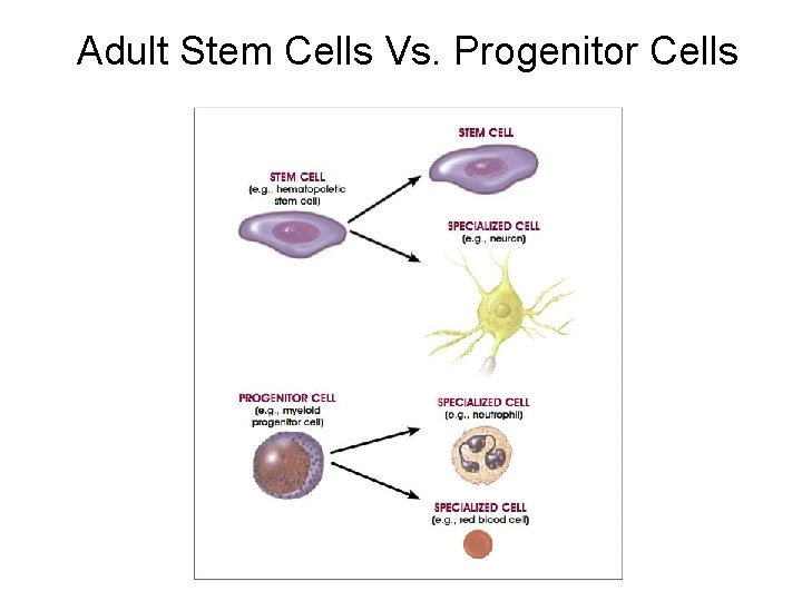 Stem Cell Basics Introduction to Embryonic and Adult