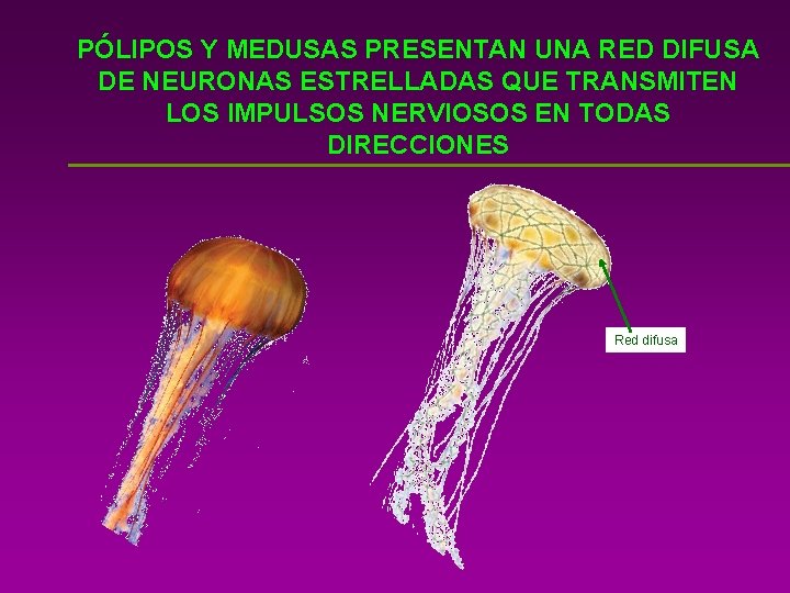 TEMA 8 COORDINACIN NERVIOSA LA NEURONA Vaina de
