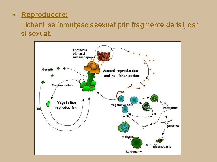 Licheni ngrengtura Lichenophyta Licheni Definiie Lichenii reprezint ...