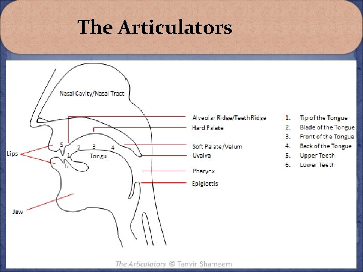 Presentation on Organs of Speech www assignmentpoint com