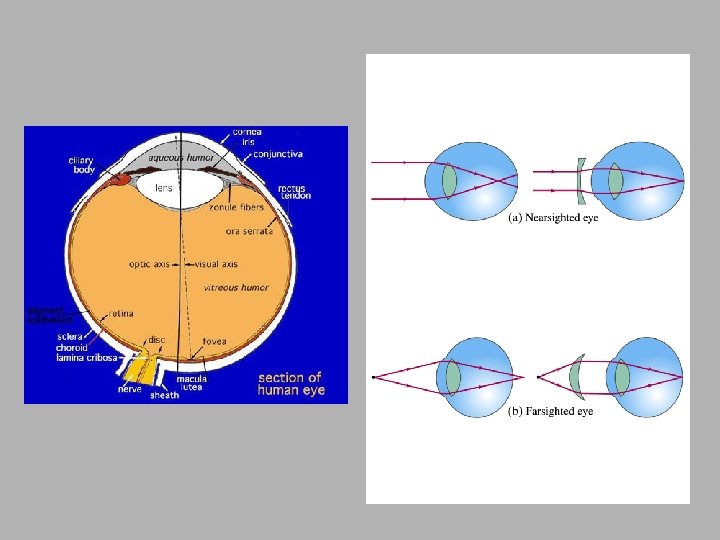 Thin lenses and optical instruments Physics 114 Spring
