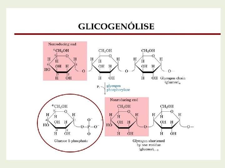 GLICOGNESE E GLICOGENLISE Glicognese Processo bioqumico que transforma