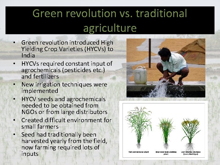 The Green Revolution in India Changing Agricultural Traditions