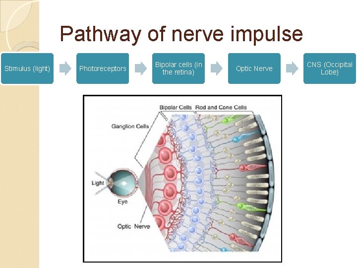 Sense Organs Eyes Ears Section 9 5 9