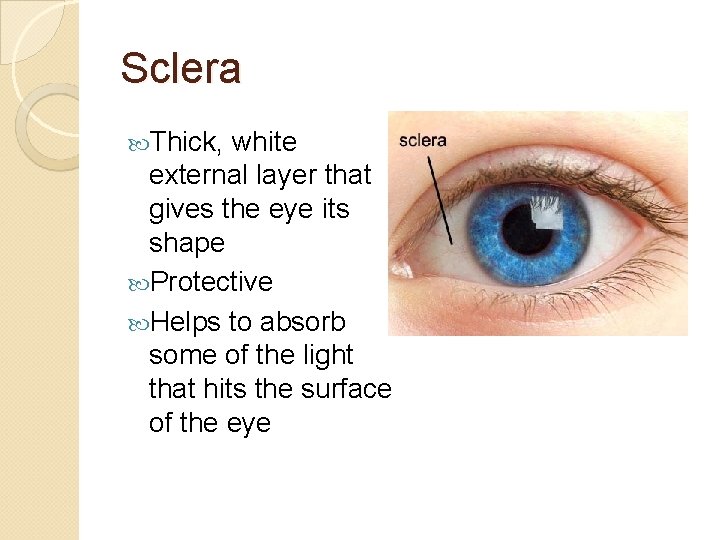 Sense Organs Eyes Ears Section 9 5 9