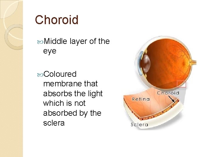 Sense Organs Eyes Ears Section 9 5 9