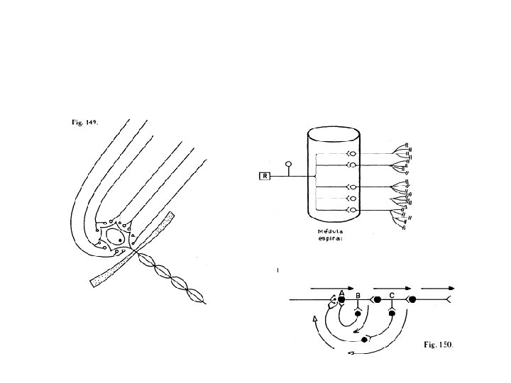 Receptores sensoriales Circuitos neuronales Tipos de neuronas segn