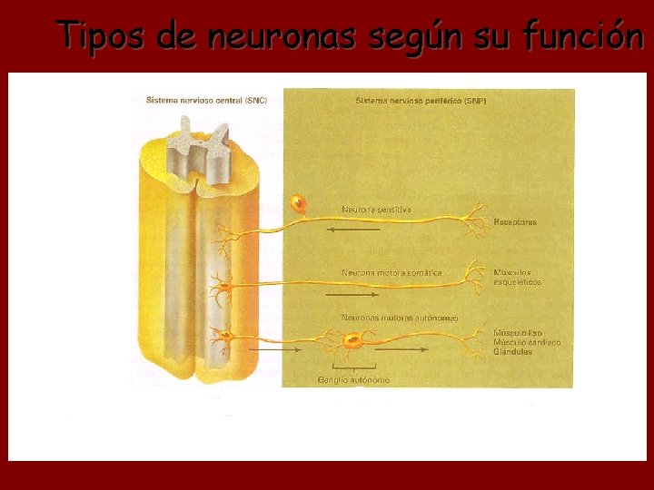 Receptores sensoriales Circuitos neuronales Tipos de neuronas segn