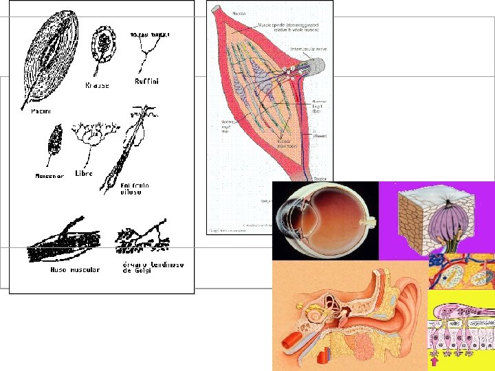Receptores sensoriales Circuitos neuronales Tipos de neuronas segn