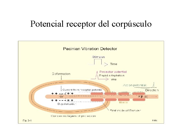 Receptores sensoriales Circuitos neuronales Tipos de neuronas segn