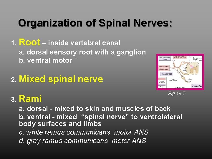 Ch 14 Spinal Cord and Spinal Nerves Explain