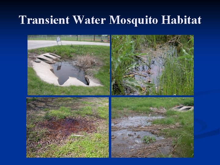 Mosquito Sampling and Techniques Dr Russell Wright Prof