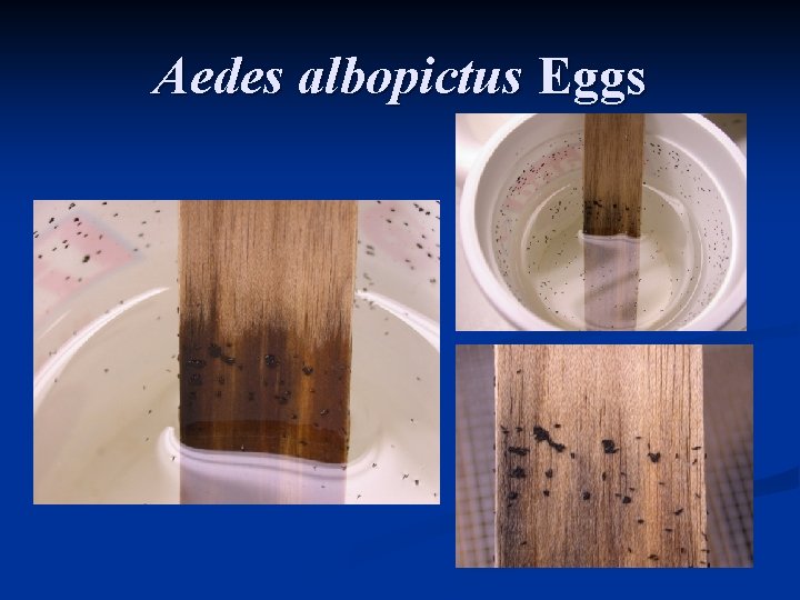 Mosquito Sampling and Techniques Dr Russell Wright Prof